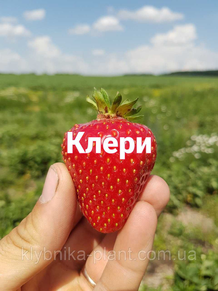 Рассада клубники Клери. Энг эртапишар Клери қулупнай нави кўчати.