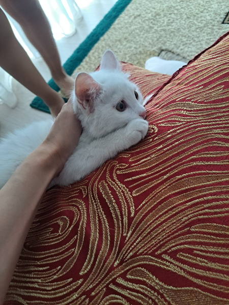 Mushuk aqilli va toza