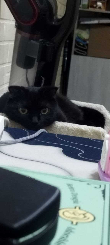 Скоттиш фолд. СРОЧНО.
