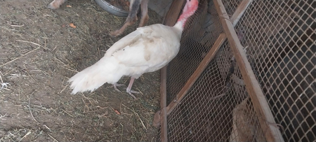 Sotiladi big paroda