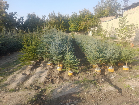 Har-xil turdagi manzarali va mevali daraxtlar sotiladi.