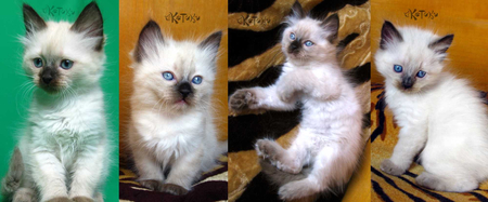 Вязка. Тайский кот (балинез). 3 года