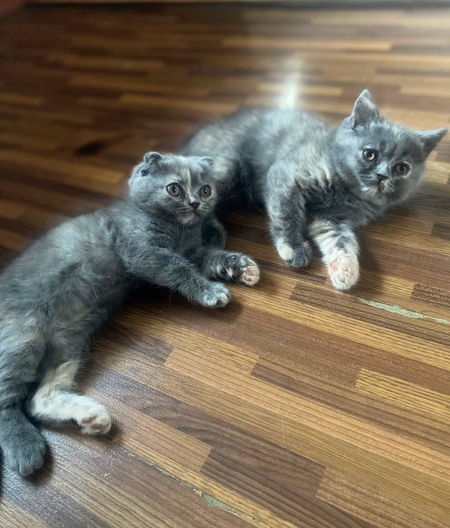 Девочка скотиш Страйт