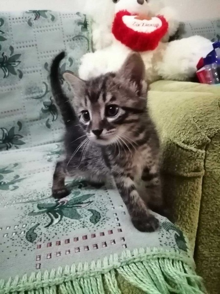 Отдам котят бесплатно