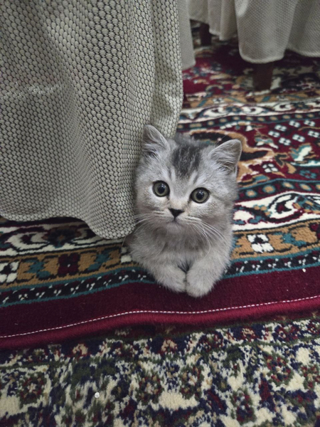 Бритиш страйт шиншилла