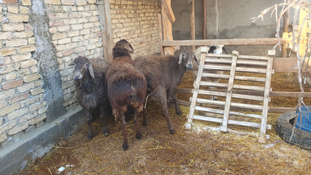 Quylar sotiladi  qirgiz zotli