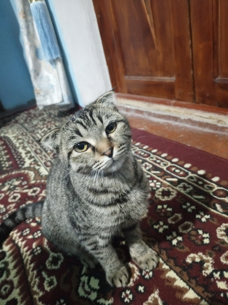 Скоттиш фолд ,серый