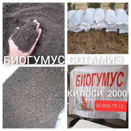 Yomgir chivalchangi va biyagumis
