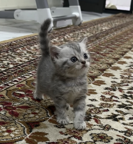 Продается скотиш страйт девочка