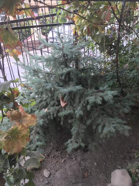 Galuboy yel голубой ёл