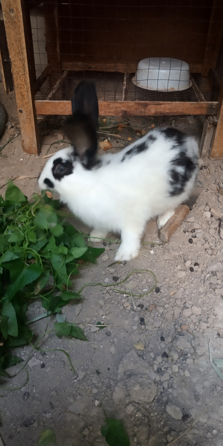 Quyon sotiladi 6 oylik