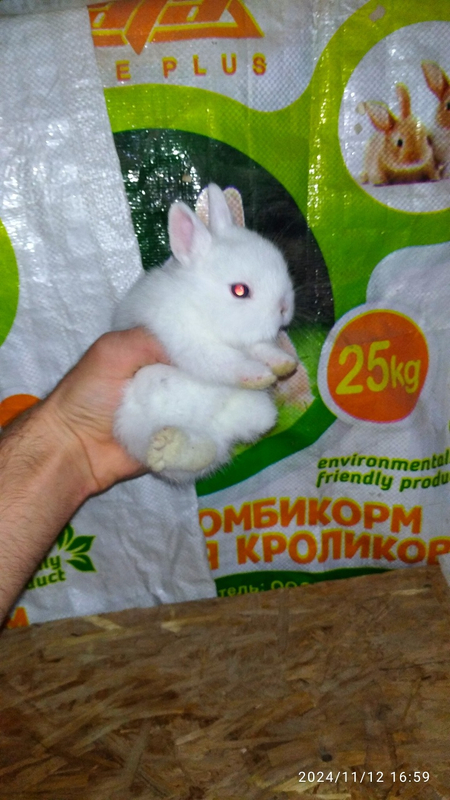 karlik mini Dekoratavniy quyoncha sotiladi. Quyon bolasi mini pakanasi