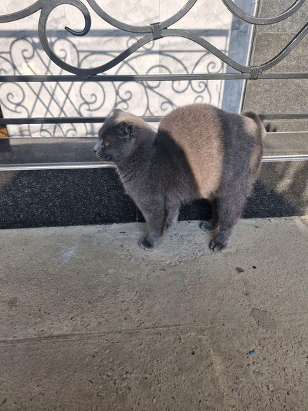 Scottish Fold короткошёрстная