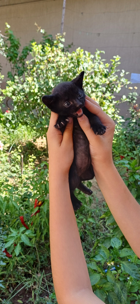 Отдам котят в добрые руки