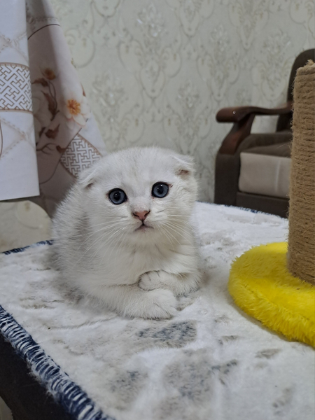Британиский Фолд мушукчам