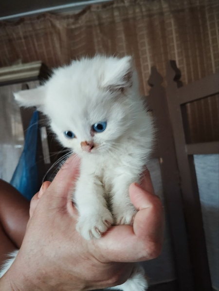 Продаются котята