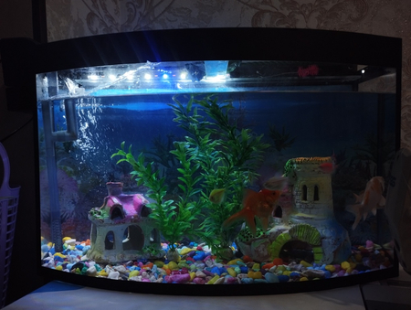 Akvarium baliqlar