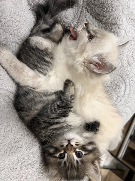 Котята мальчик и девочка