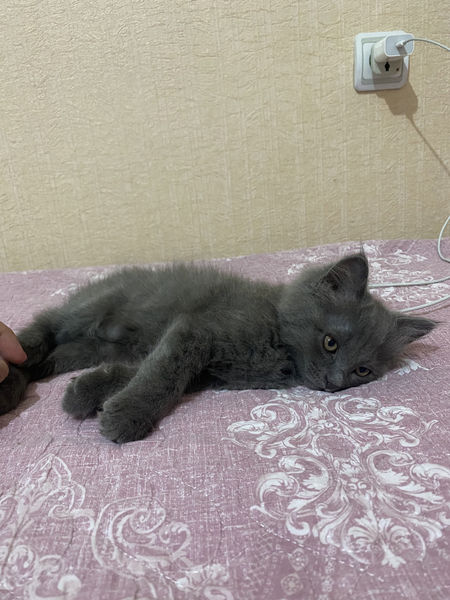 Скотиш страйт билан скотиш фолд боласи 06.05 да тугилган