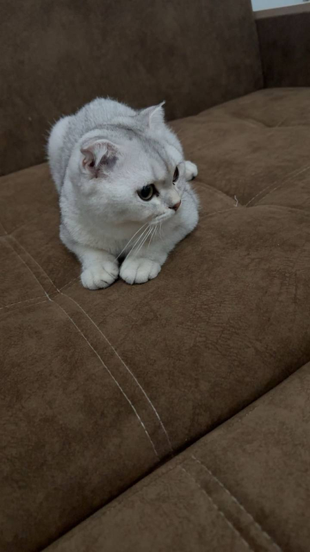 Shinchilla toza oqro