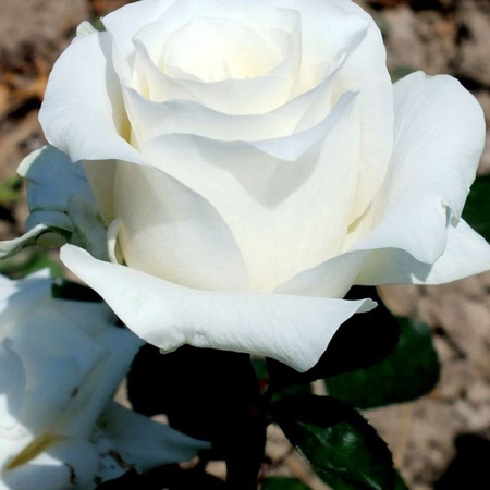 Atirgul oliy navli ko\\\'chatlar