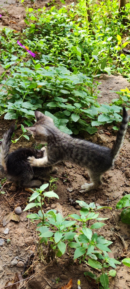 Котёнок мальчик, только в ответственные руки