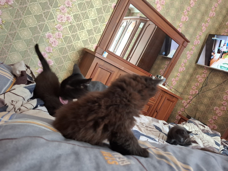 Отдам котят в хорошие руки