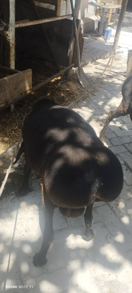 Quchqorlar sotiladi