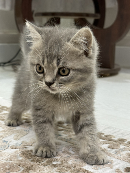 Продаются котята британский фолд и страйт