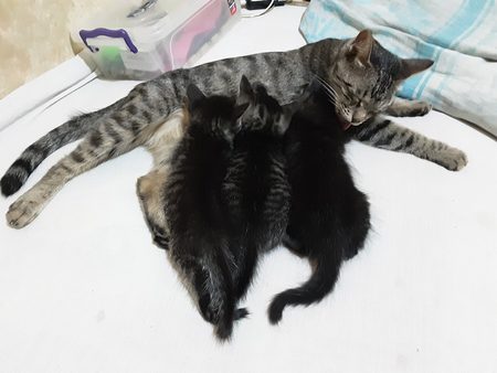 Бесплатно отдадим в добрые руки котят возраст 1 месяц.