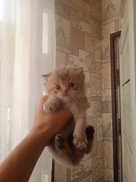 Котята продажа породистые чистокровные