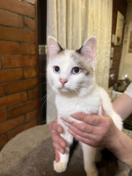 Кошка в добрые руки