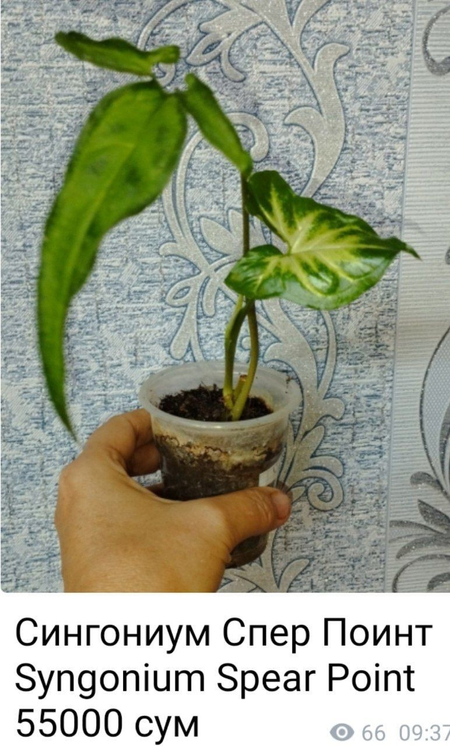 Продаются сортовые сингониумы