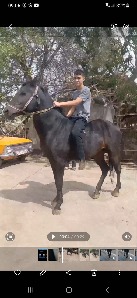 Turkmani ot zotdor