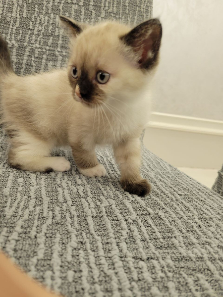 Продаётся котята