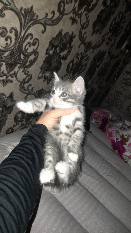 Срочно продаётся котёнок