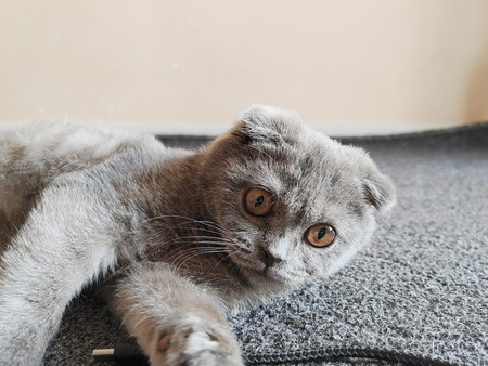 Продаётся котенок скотиш фолд