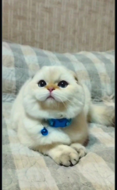 Шоланские котята Скоттиши