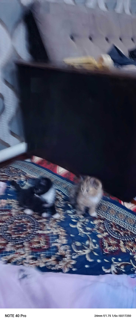 Домашние Котята Мальчик и Девочка