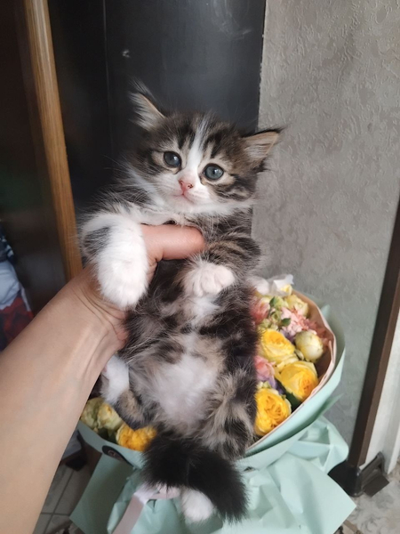Продам милых ласковых котят