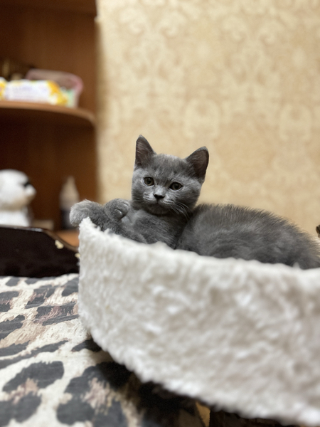 Продаются Шотландцы