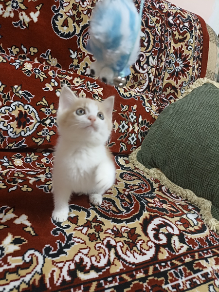 Котята 1.5 месячные домашние  в хорошие н