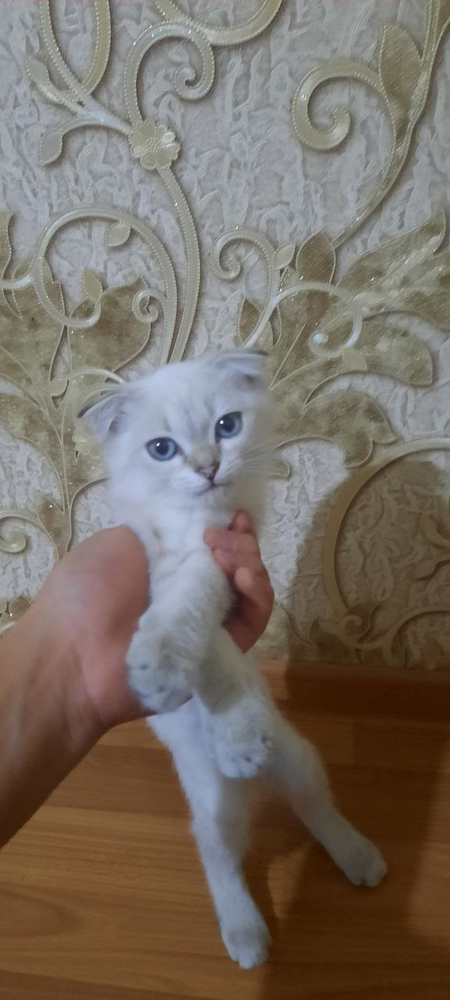 Scottish fold ogil 2 oyli