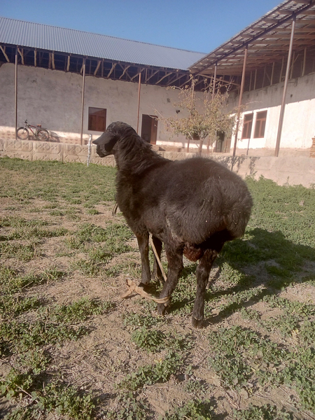 Tagal qazoqi sotiladi