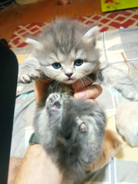 Готовятся к продаже котята