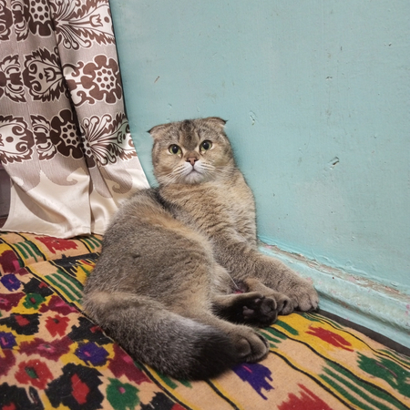 Продается кошка скоттиш фолд