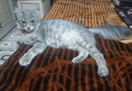 Продаются двухмесячные котята породы мейн -кун.