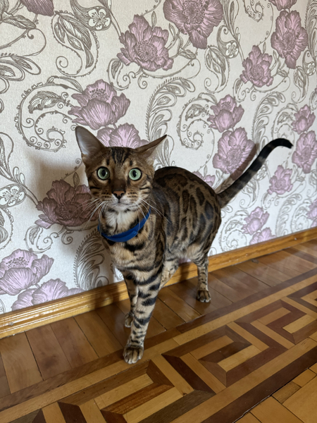 Бенгальский кот