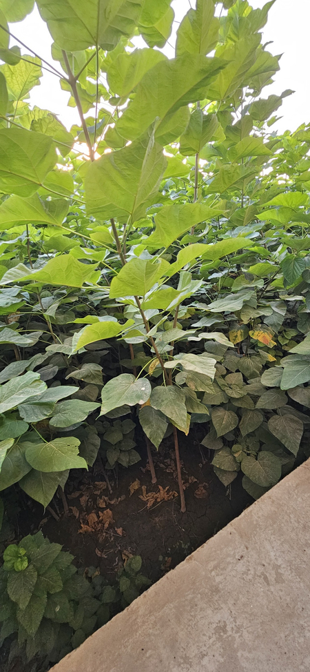 Каталпа кучати..