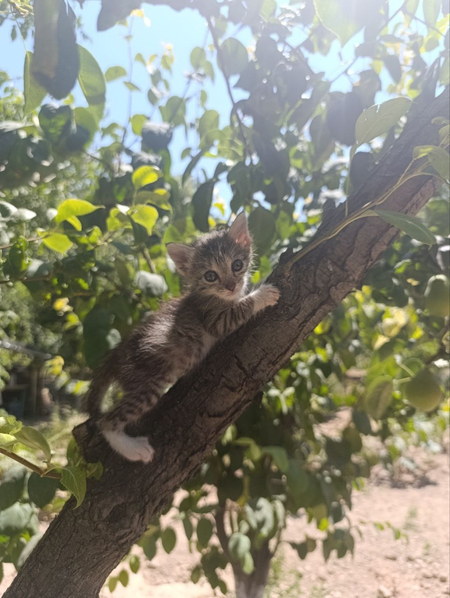 Отдаются котята в хорошие руки